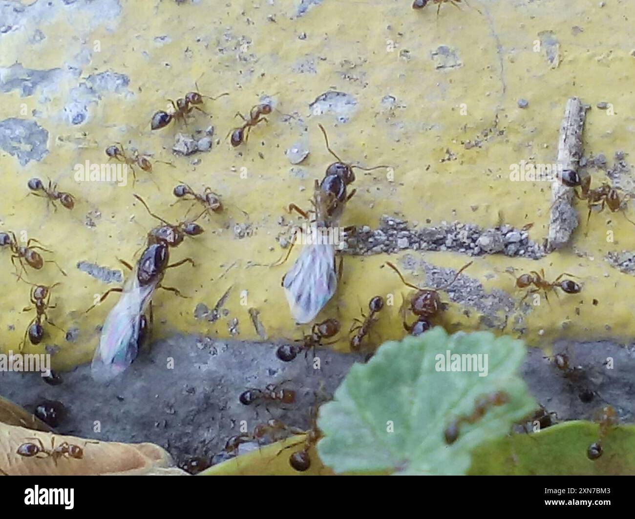 Solenopsis Fire Ants and Thief Ants (Solenopsis) Insecta Stock Photo ...