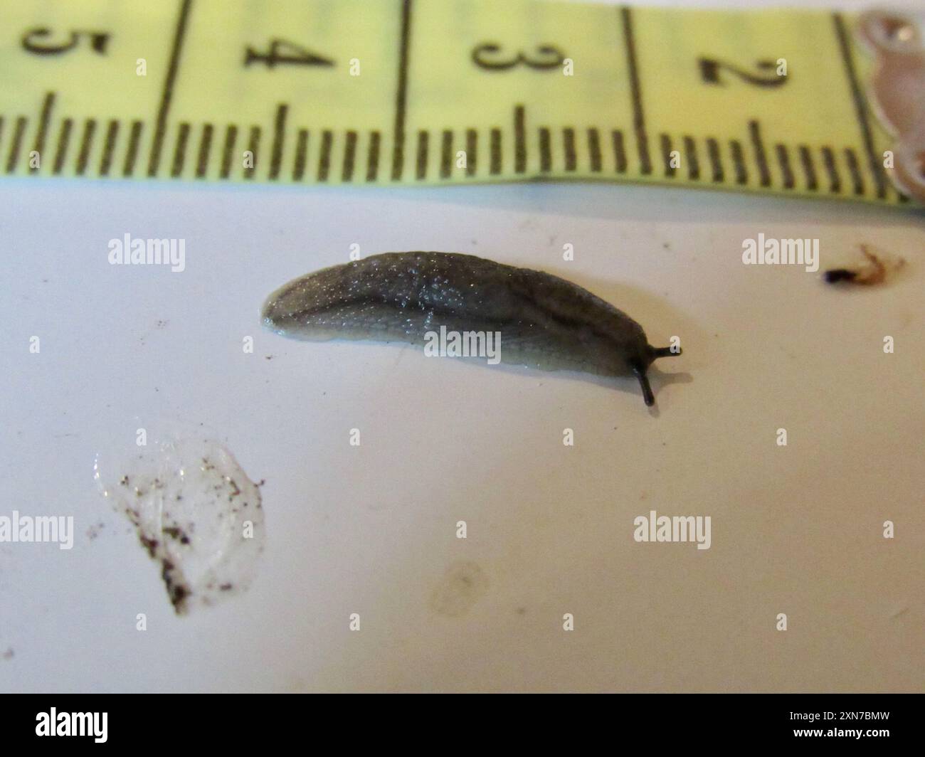 fasciatus-group Arion Slugs (Carinarion) Mollusca Stock Photo - Alamy