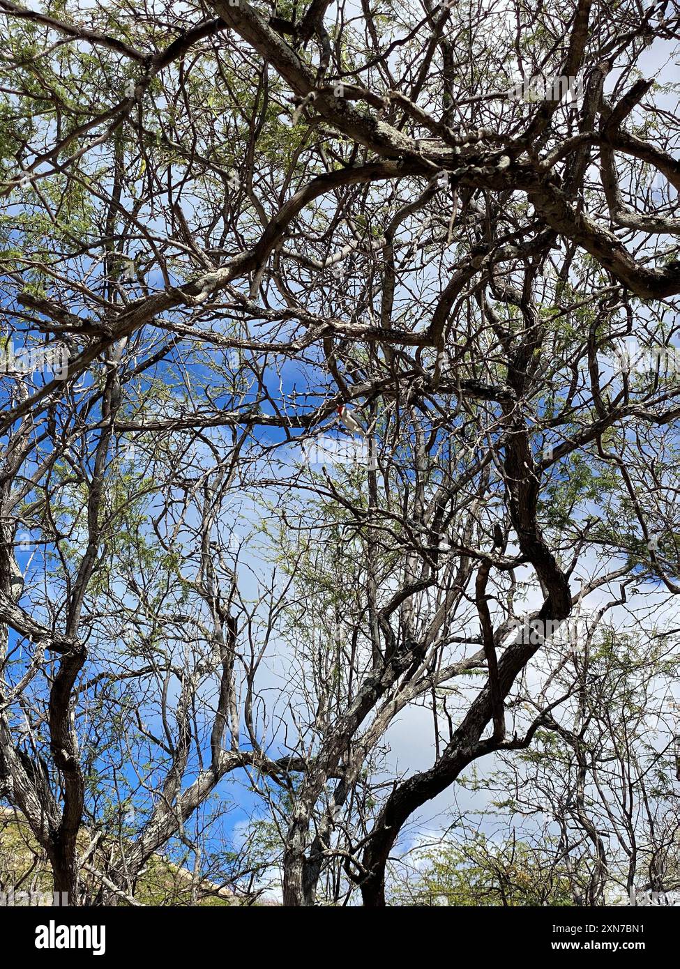 Photo of koa haole or leucaena and Prosopis pallida or kiawe, huarango ...