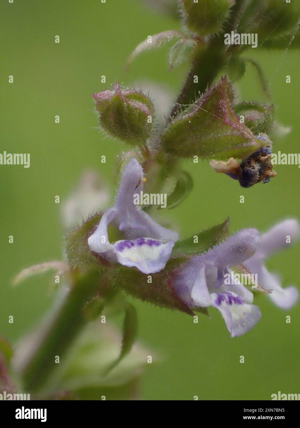 plebeian sage (Salvia plebeia) Plantae Stock Photo - Alamy