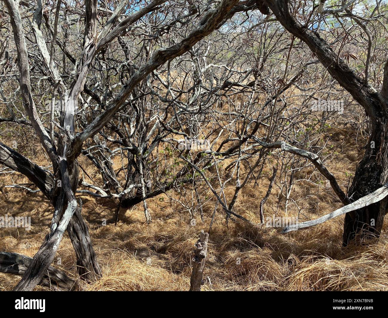 Photo of koa haole or leucaena and Prosopis pallida or kiawe, huarango ...