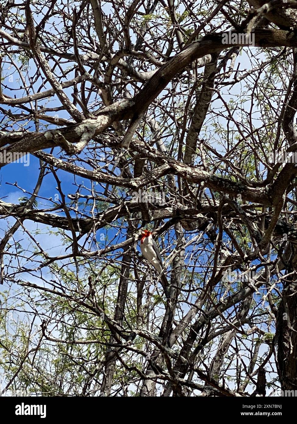 Photo of koa haole or leucaena and Prosopis pallida or kiawe, huarango ...