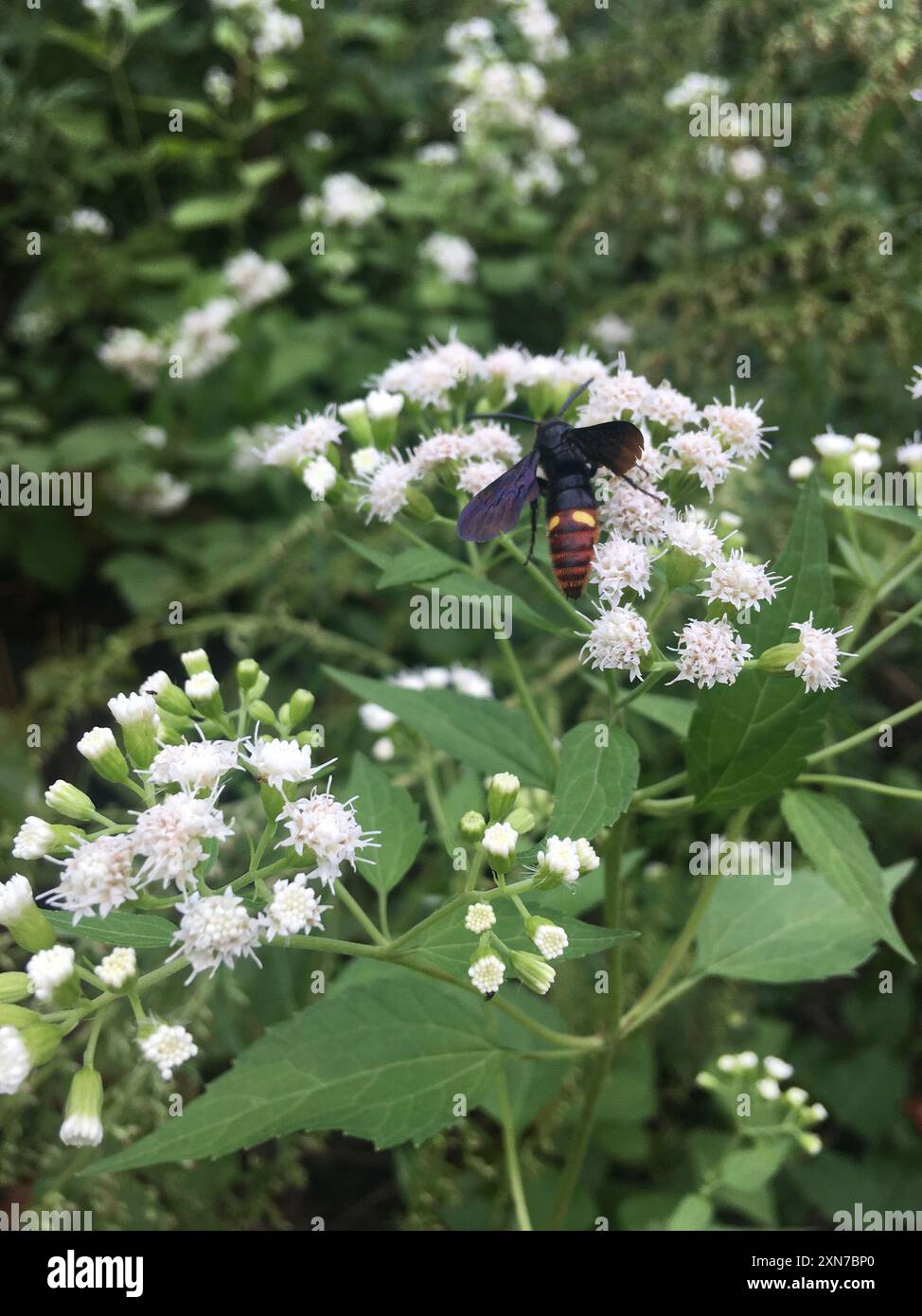 Blue-winged Scoliid Wasp (Scolia dubia) Insecta Stock Photo - Alamy