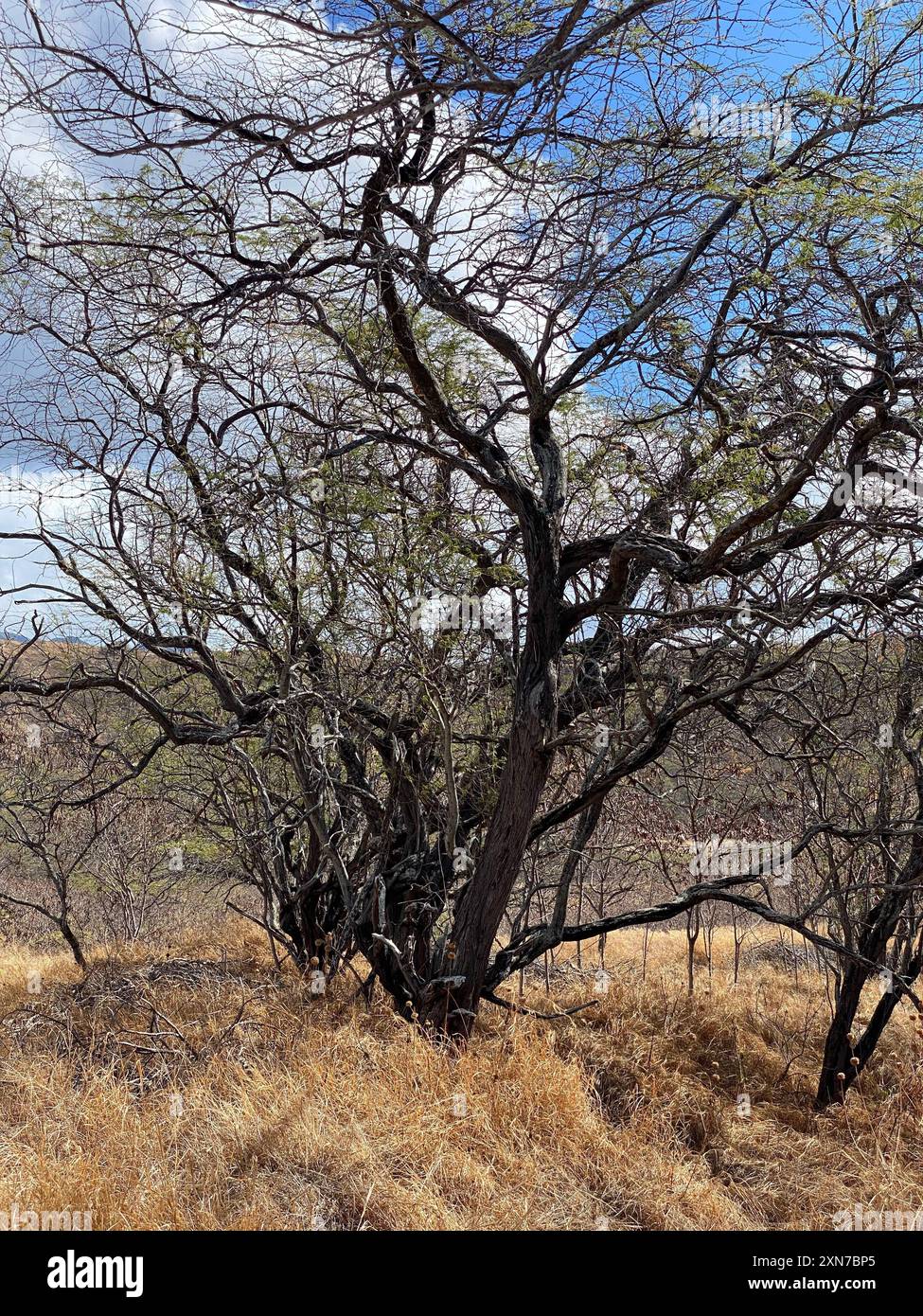 Photo of koa haole or leucaena and Prosopis pallida or kiawe, huarango ...