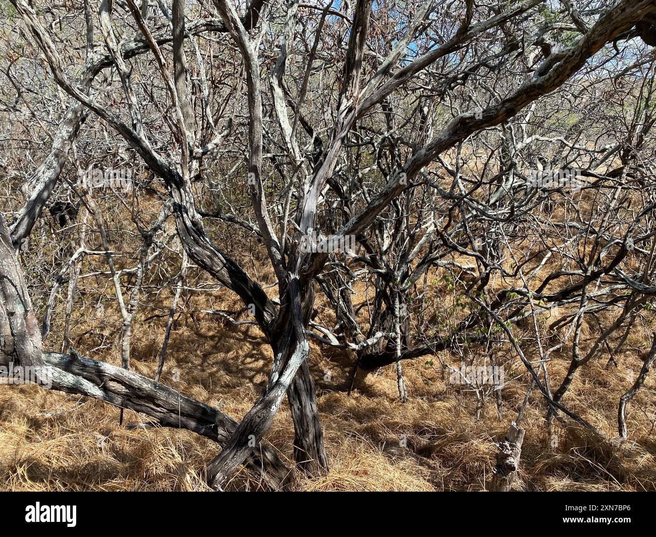 Leucaena glauca tree in nature hi-res stock photography and images - Alamy