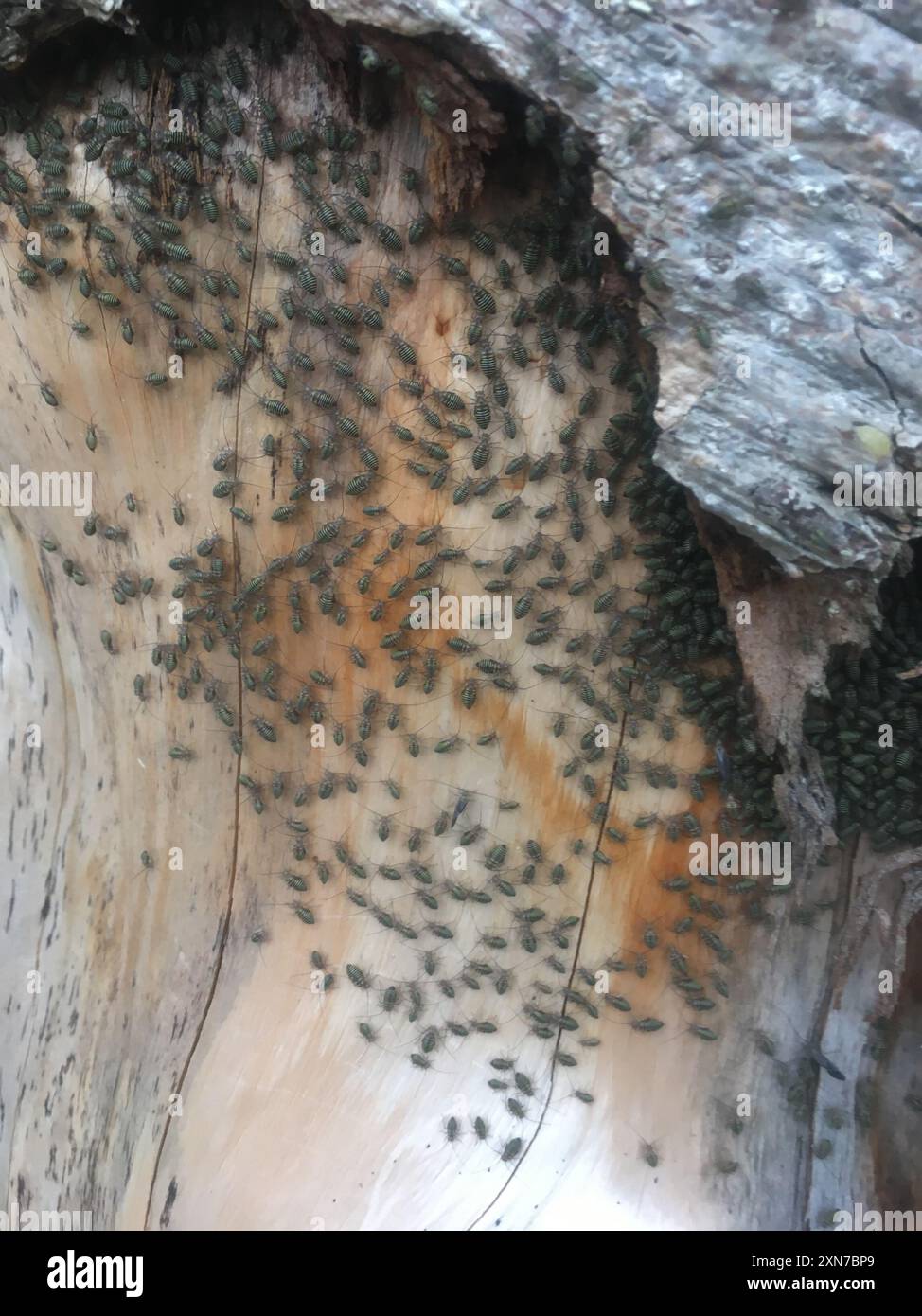 Tree Cattle (Cerastipsocus venosus) Insecta Stock Photo - Alamy