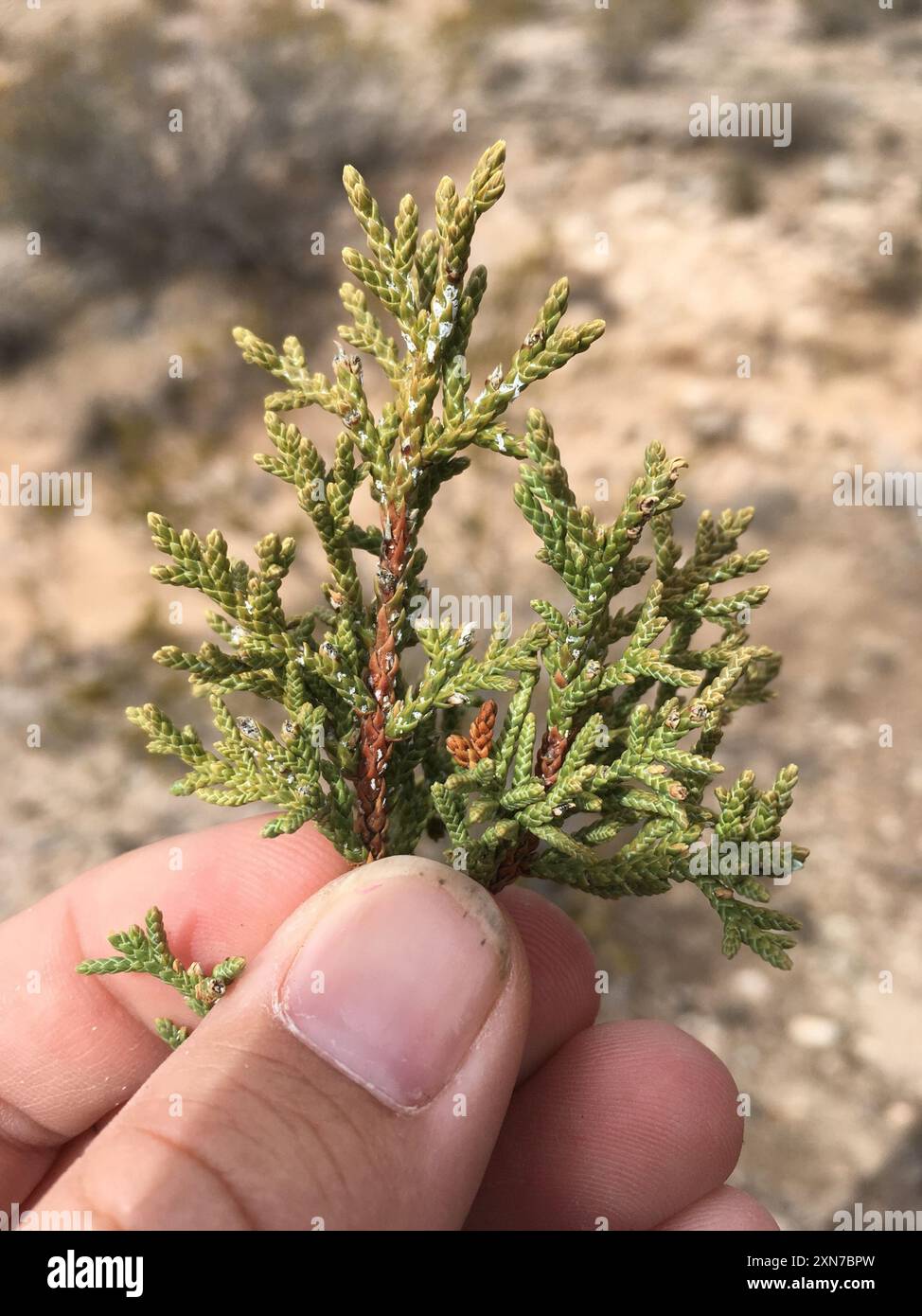 redberry juniper (Juniperus arizonica) Plantae Stock Photo - Alamy