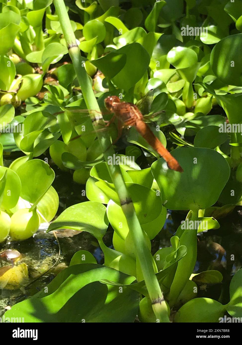 Neon Skimmer (Libellula croceipennis) Insecta Stock Photo - Alamy