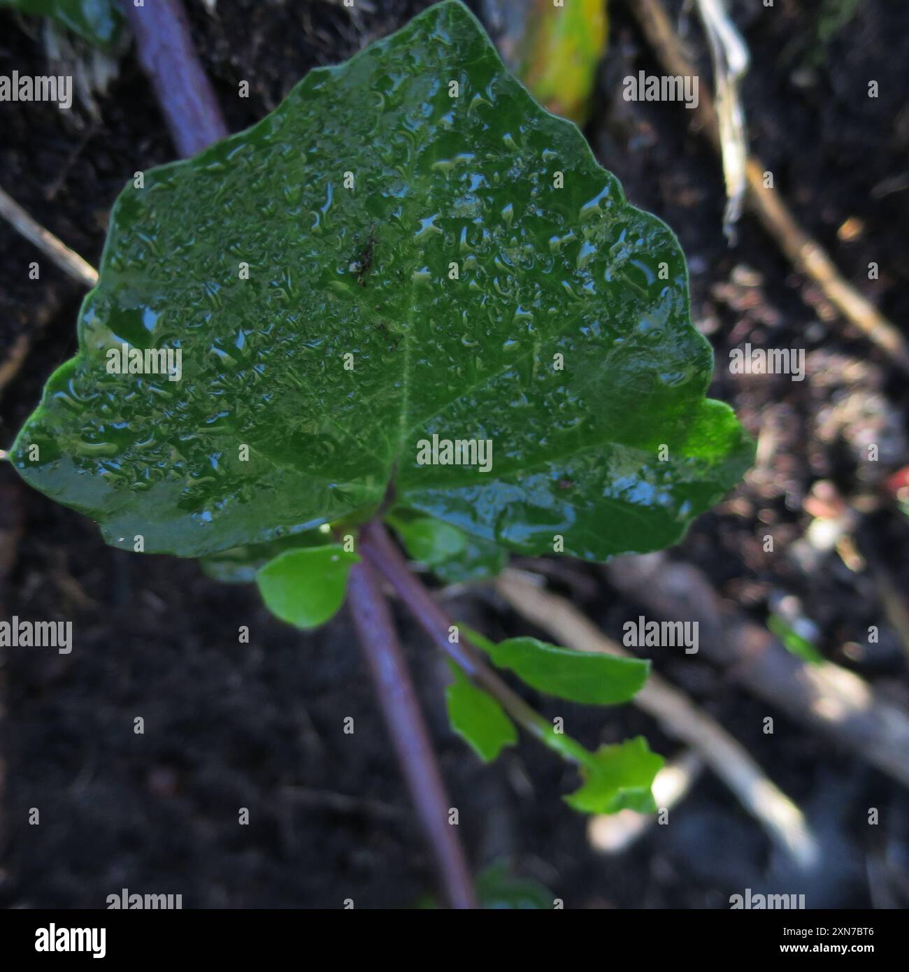 creeping groundsel (Senecio angulatus) Plantae Stock Photo - Alamy