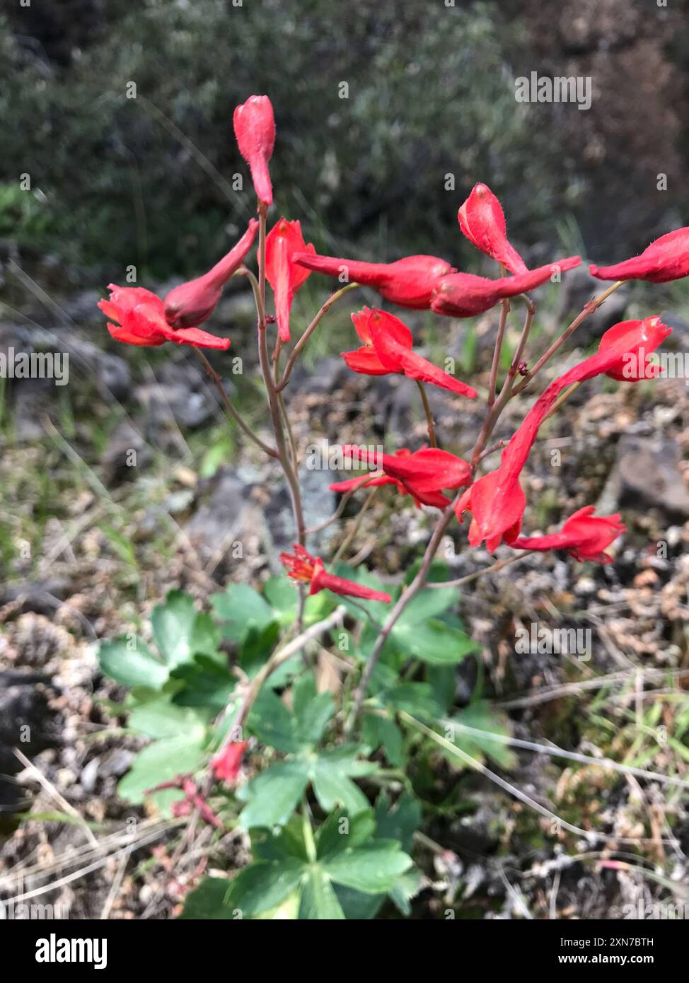 Red larkspur (Delphinium nudicaule) Plantae Stock Photo - Alamy