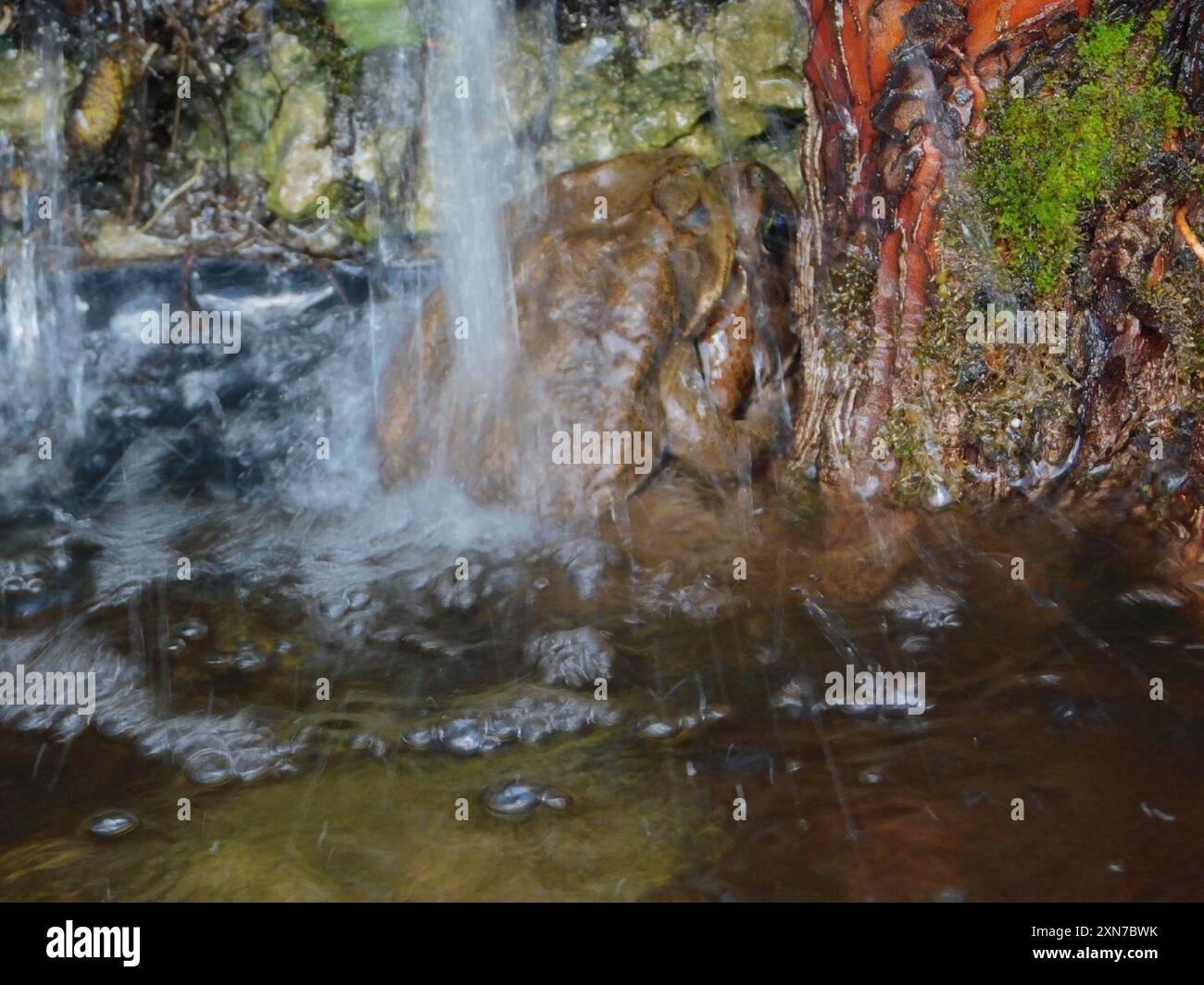 Cane Toad (Rhinella marina) Amphibia Stock Photo - Alamy