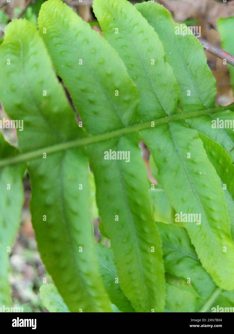 polypody ferns (Polypodium) Plantae Stock Photo - Alamy