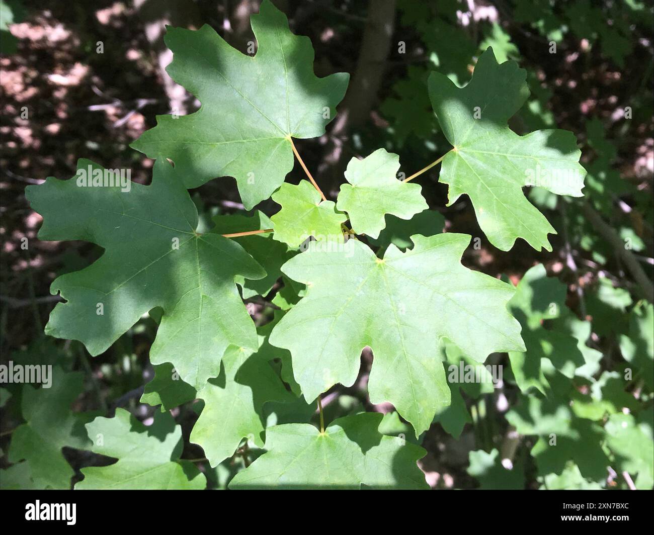 bigtooth maple (Acer grandidentatum) Plantae Stock Photo - Alamy