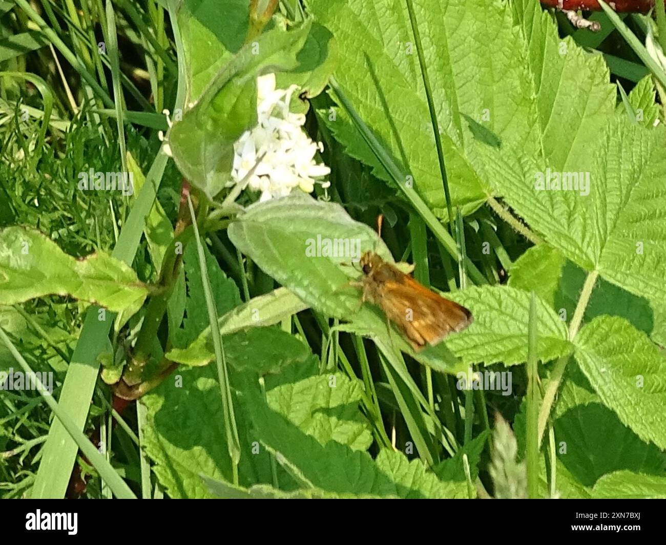 Long Dash (Polites mystic) Insecta Stock Photo - Alamy