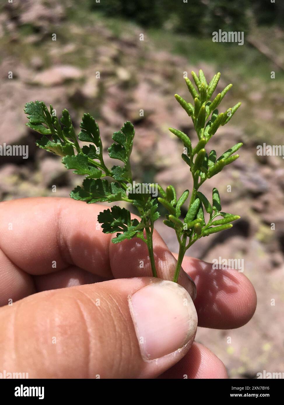 American parsley fern (Cryptogramma acrostichoides) Plantae Stock Photo ...