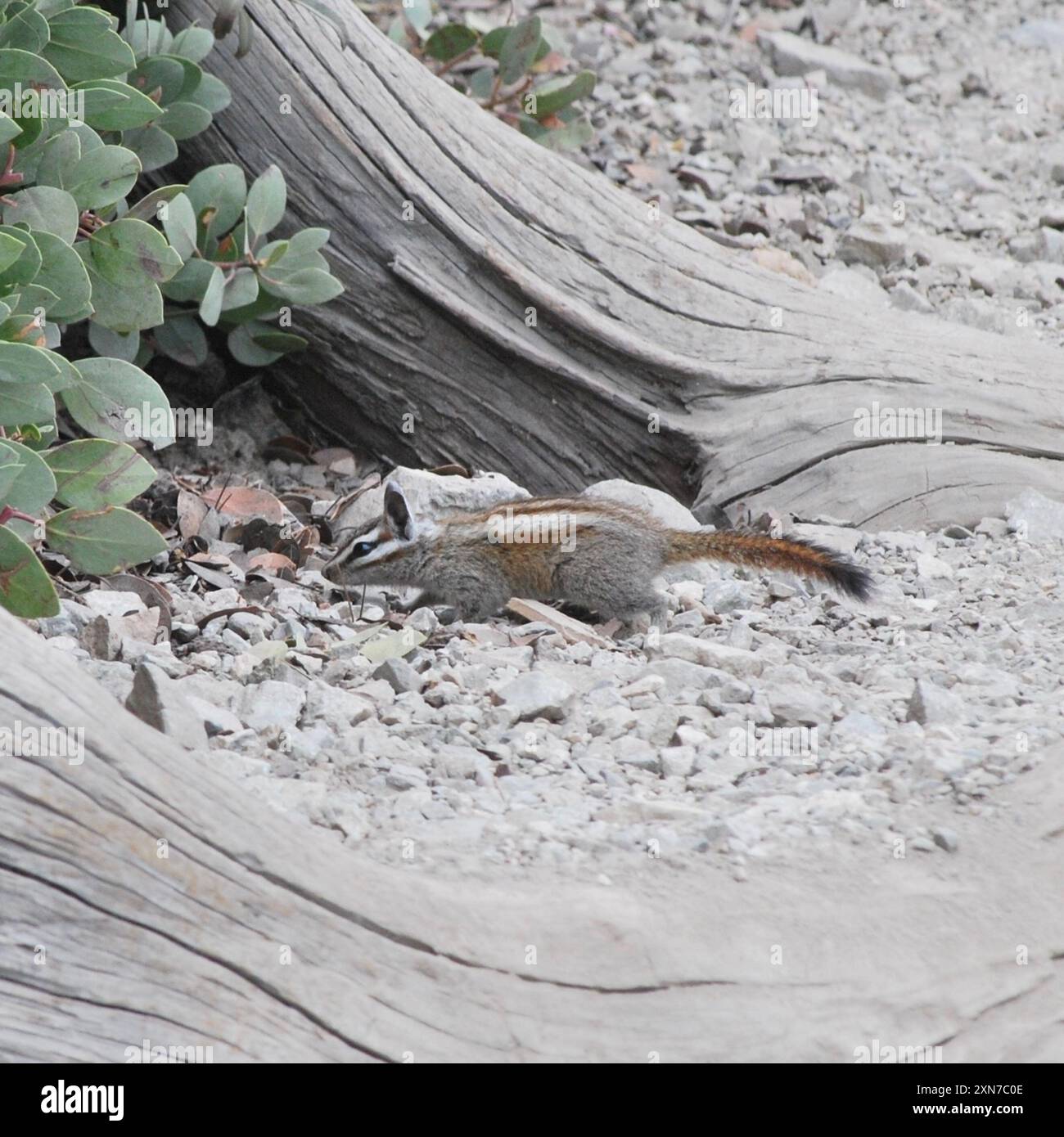 Western Chipmunks (Neotamias) Mammalia Stock Photo - Alamy