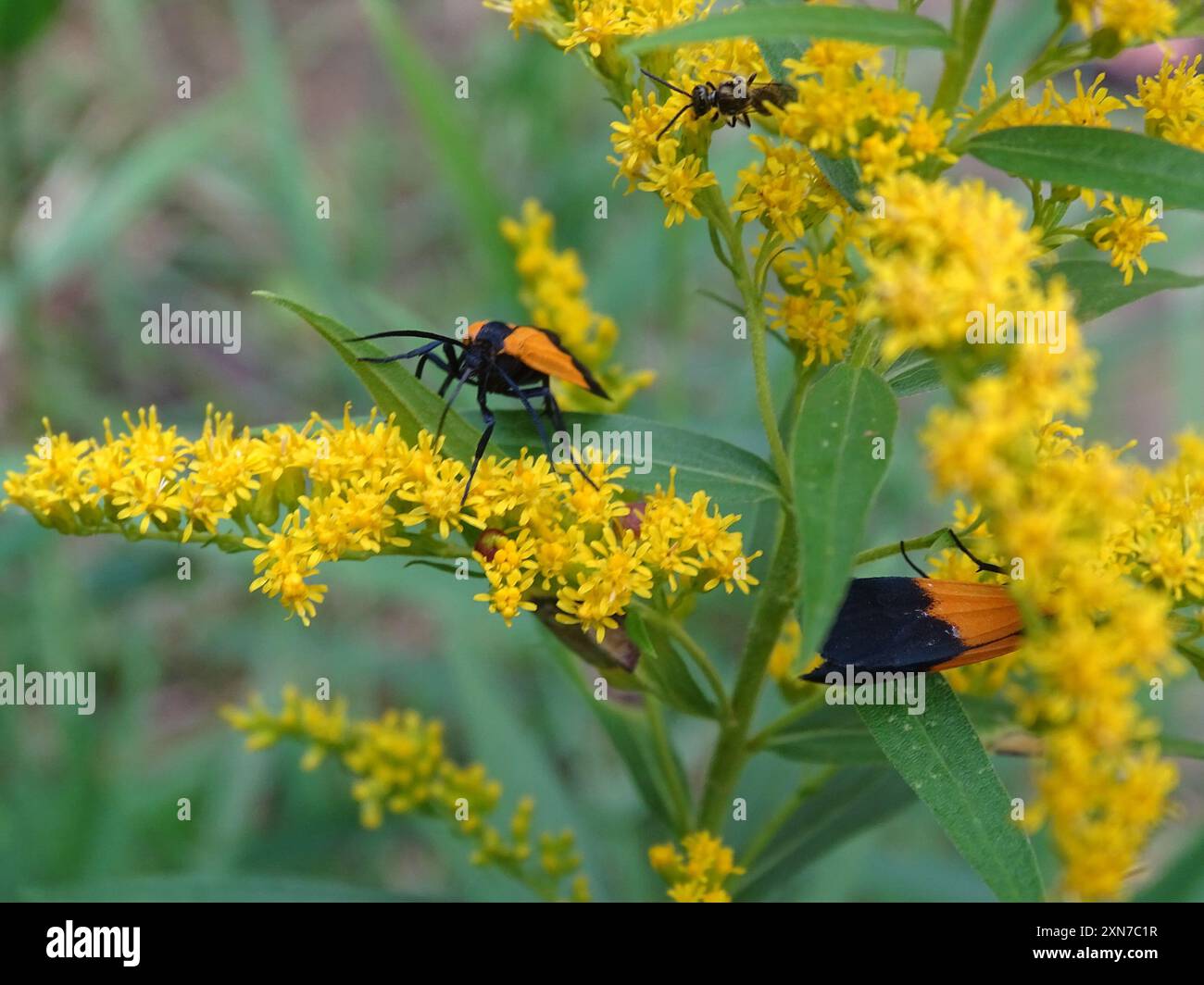 Black-and-yellow Lichen Moth (Lycomorpha pholus) Insecta Stock Photo ...