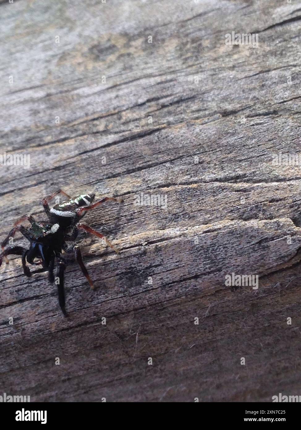 Golden Jumping Spider (Paraphidippus aurantius) Arachnida Stock Photo ...