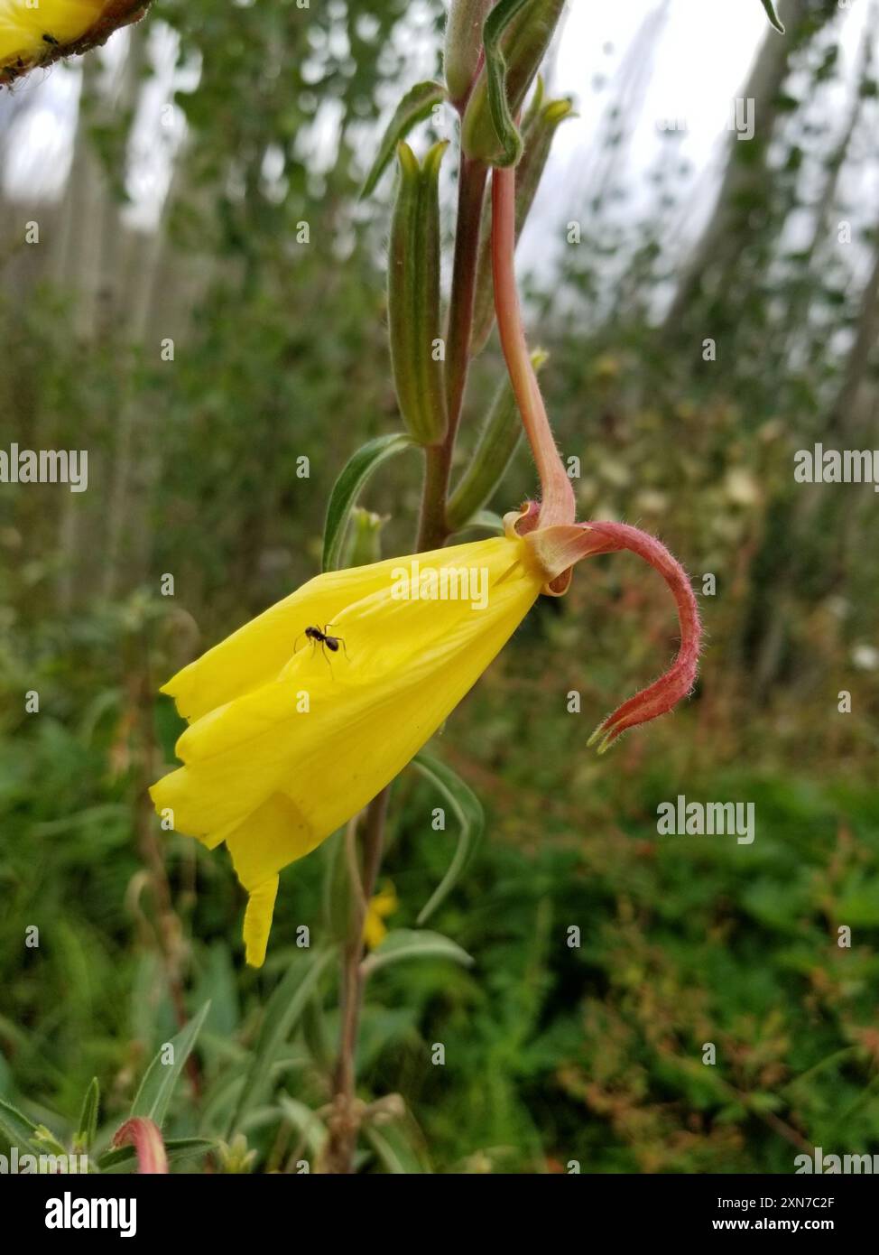 tall evening primrose (Oenothera elata) Plantae Stock Photo - Alamy