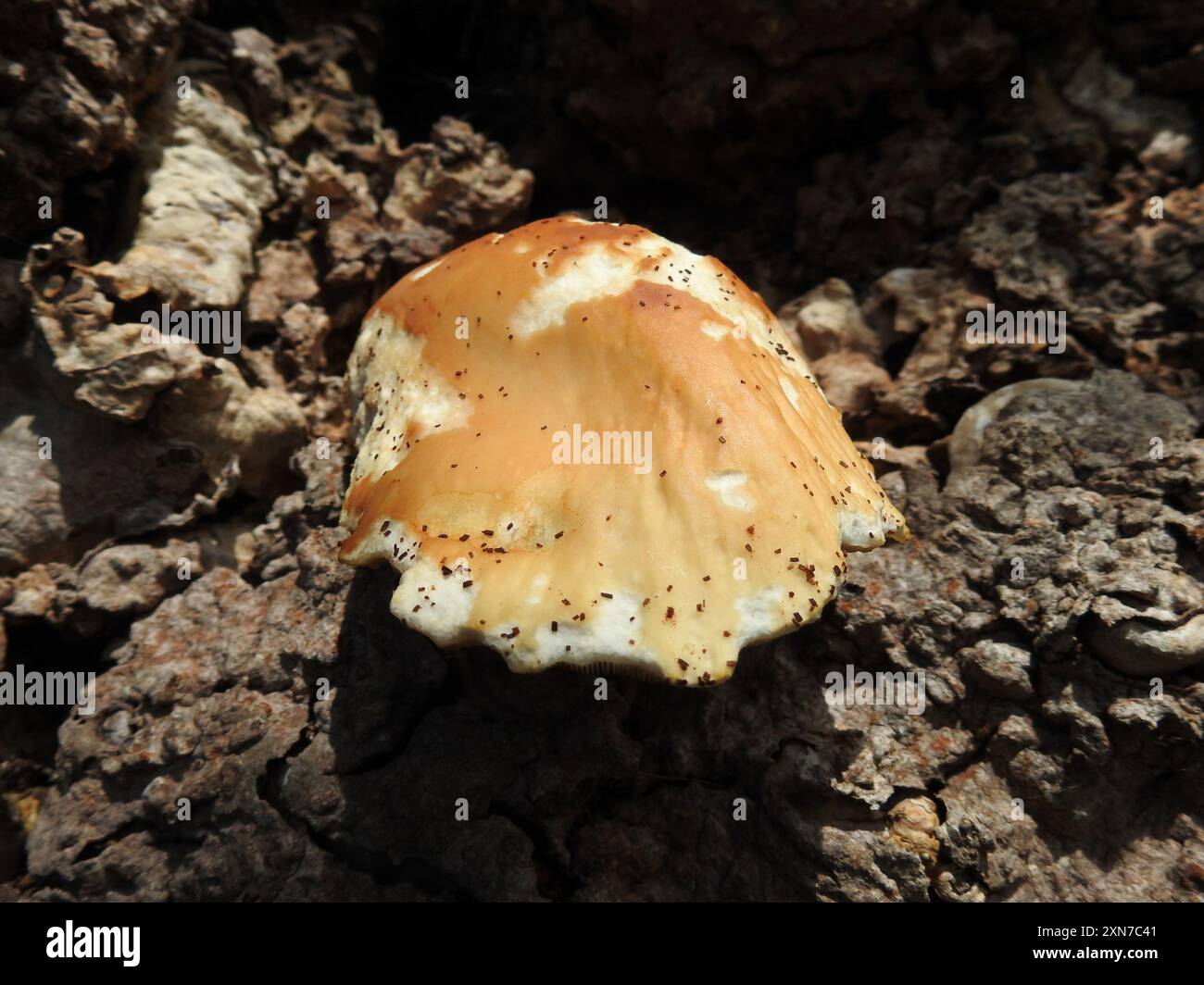 (Cyclocybe parasitica) Fungi Stock Photo - Alamy