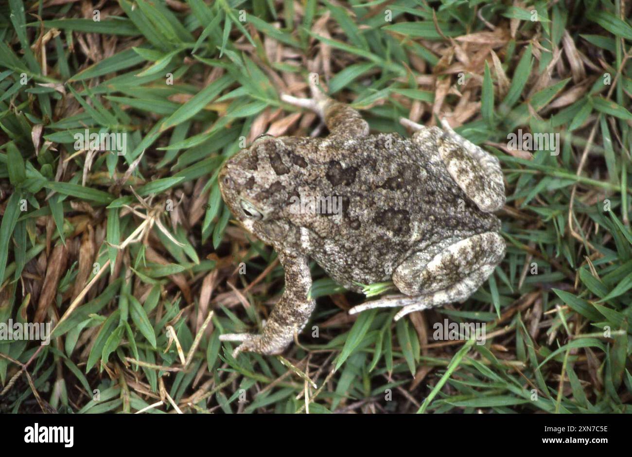 Guttural Toad (Sclerophrys gutturalis) Amphibia Stock Photo - Alamy