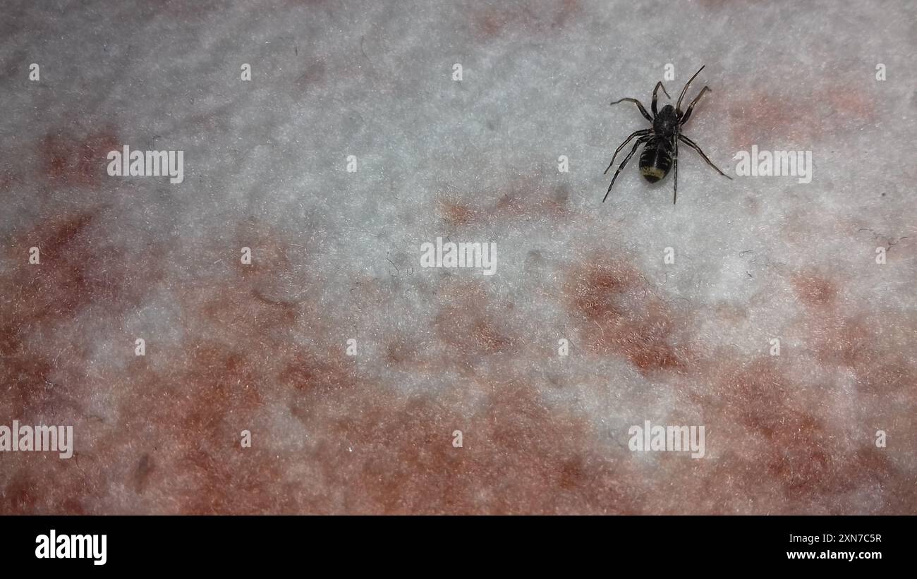 Ground and Ant-mimic Sac Spiders (Corinnidae) Arachnida Stock Photo - Alamy