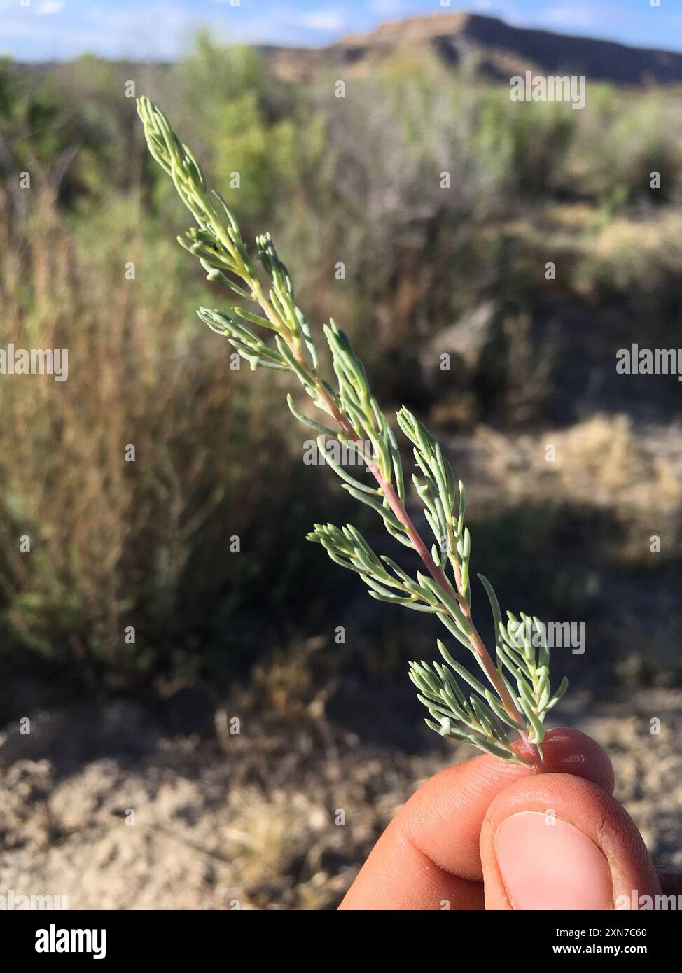 Mojave Seablite (Suaeda nigra) Plantae Stock Photo - Alamy