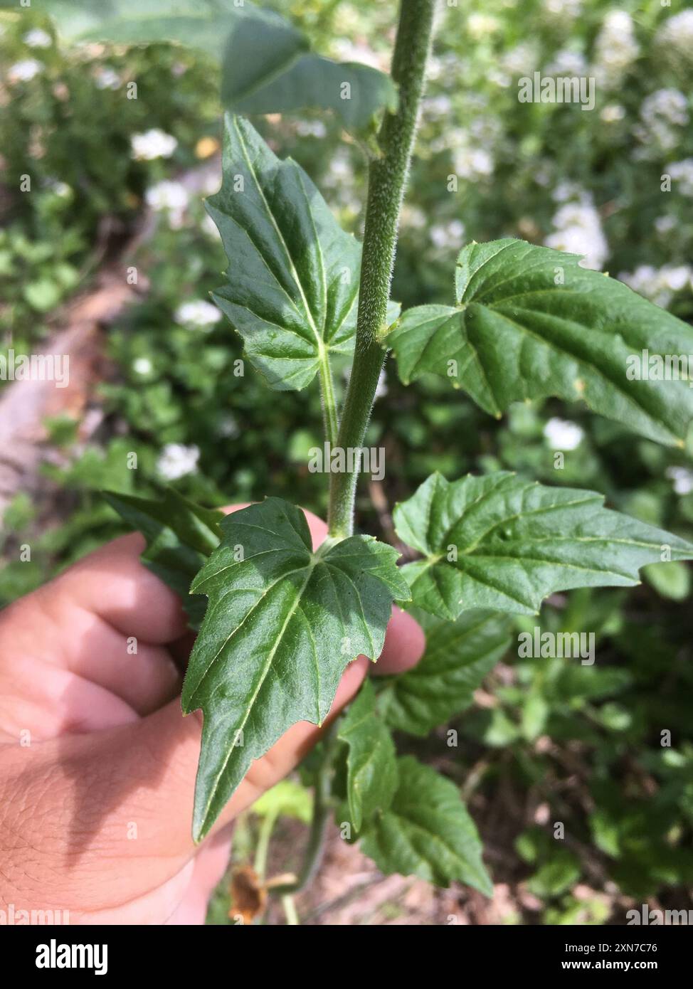 Cardamine cordifolia hi-res stock photography and images - Alamy