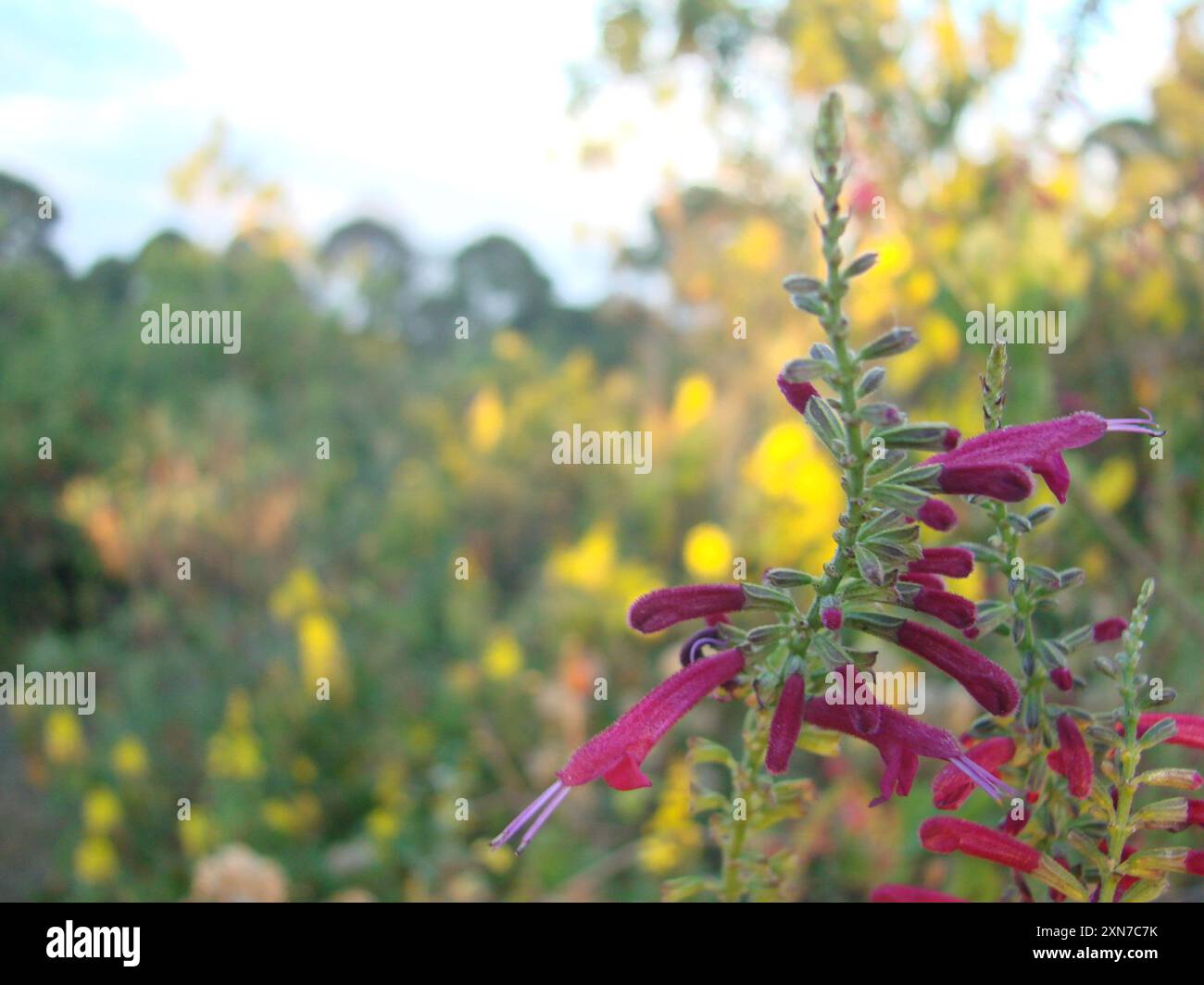 Mexican fuchsia sage (Salvia iodantha) Plantae Stock Photo - Alamy