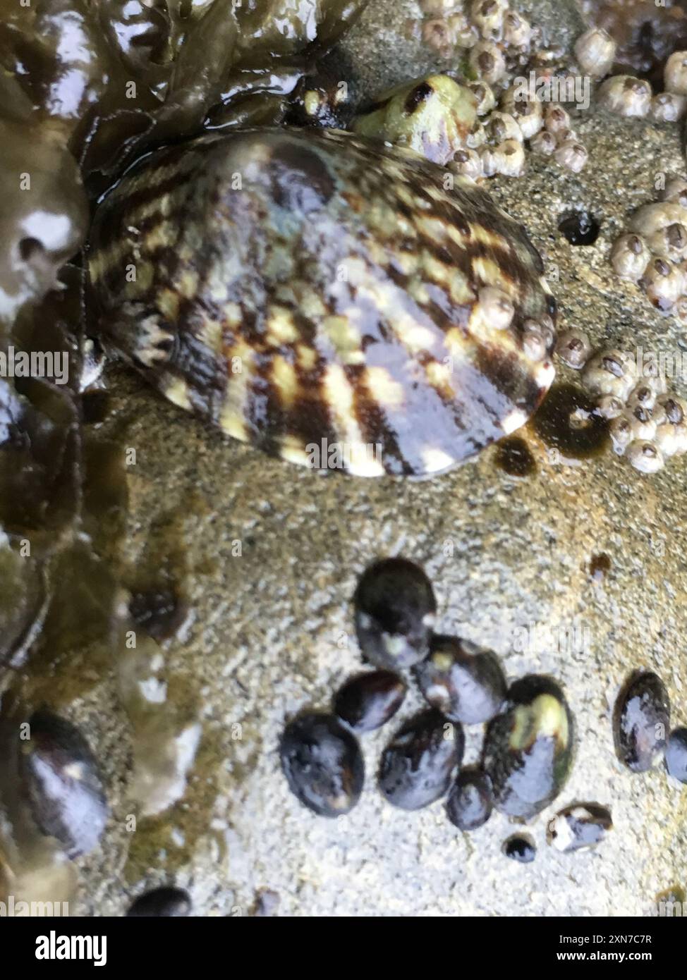 Pelta shield hi-res stock photography and images - Alamy