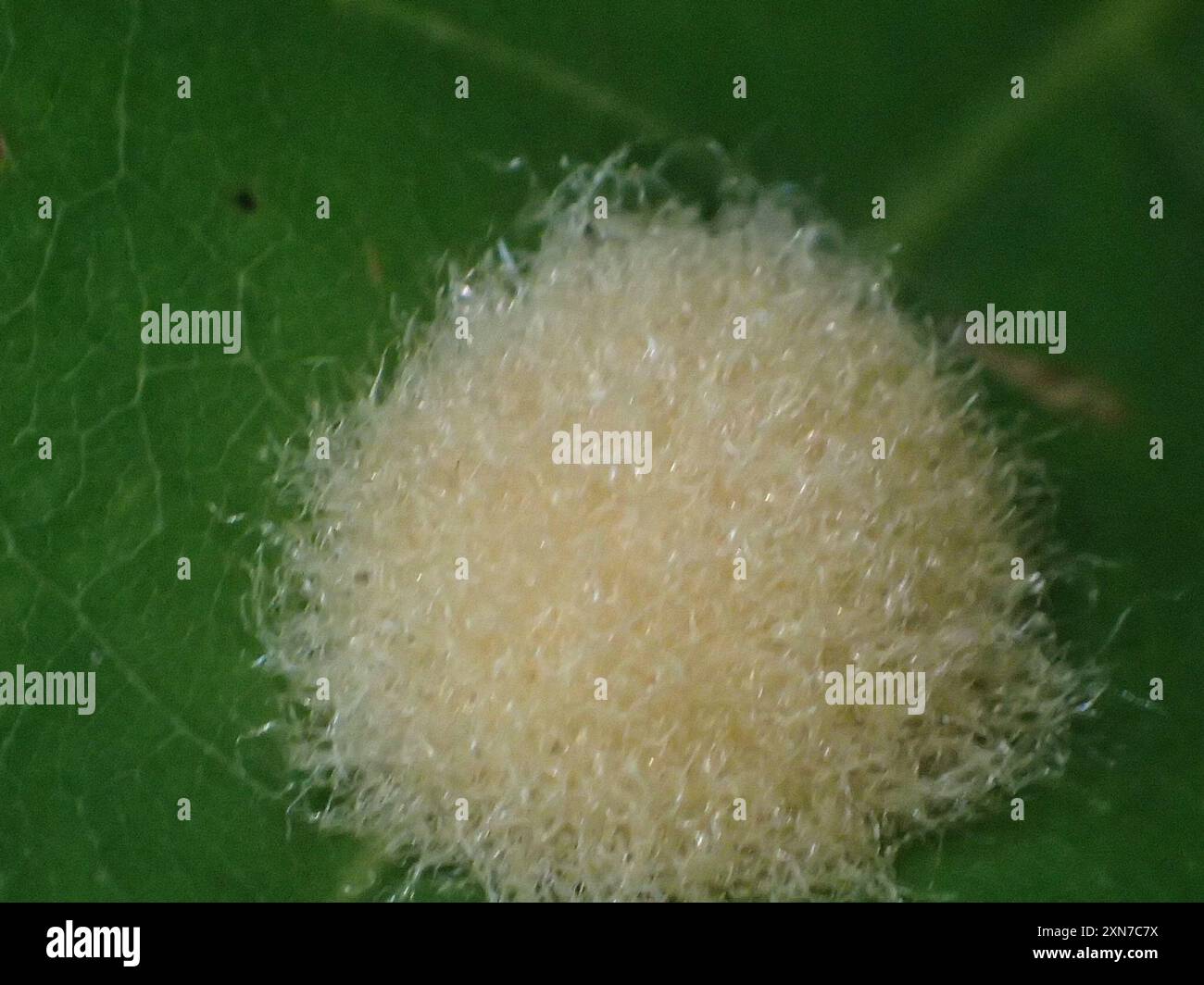 Woolly Oak Gall Wasp (Callirhytis lanata) Insecta Stock Photo - Alamy
