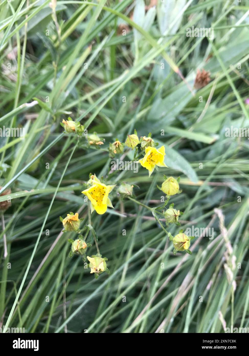 slender cinquefoil (Potentilla gracilis) Plantae Stock Photo - Alamy