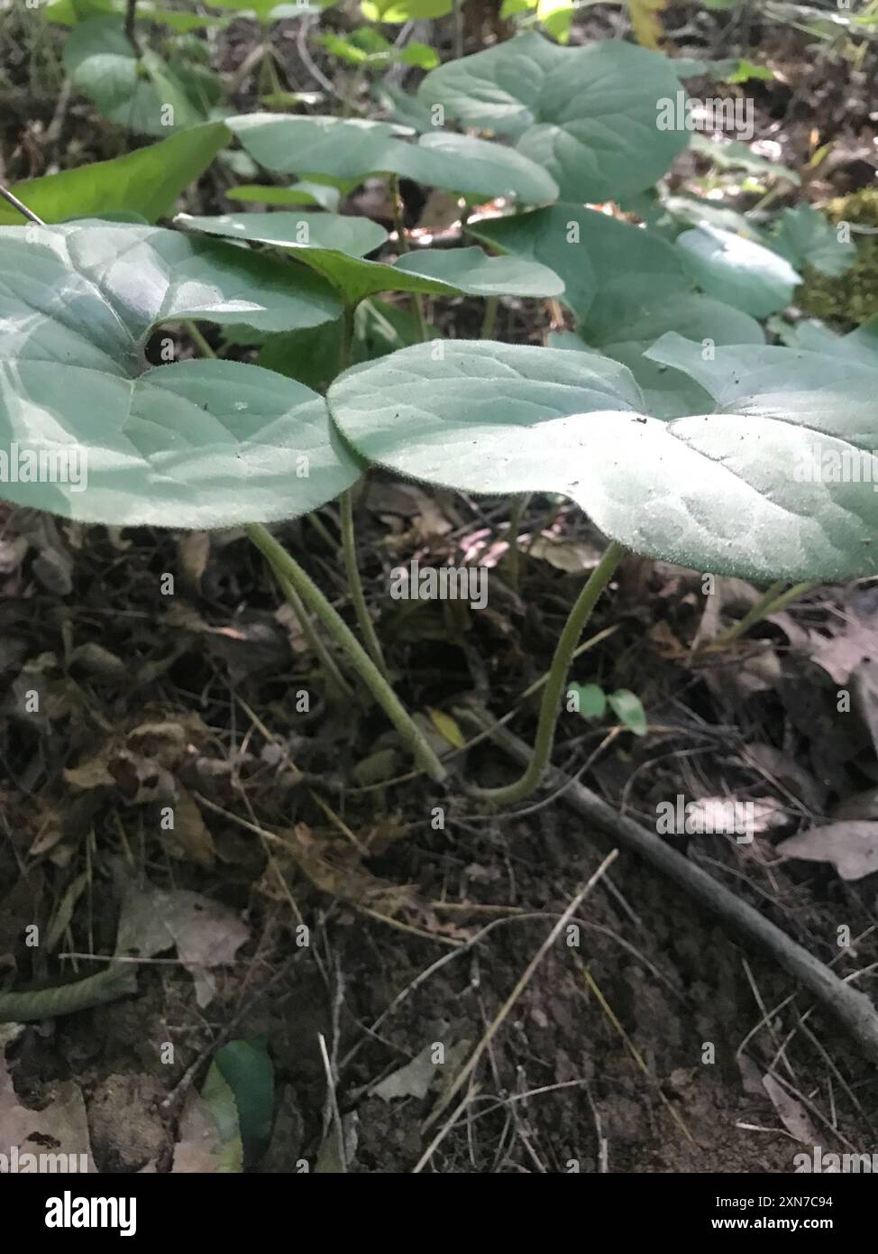 Canadian wild ginger (Asarum canadense) Plantae Stock Photo - Alamy