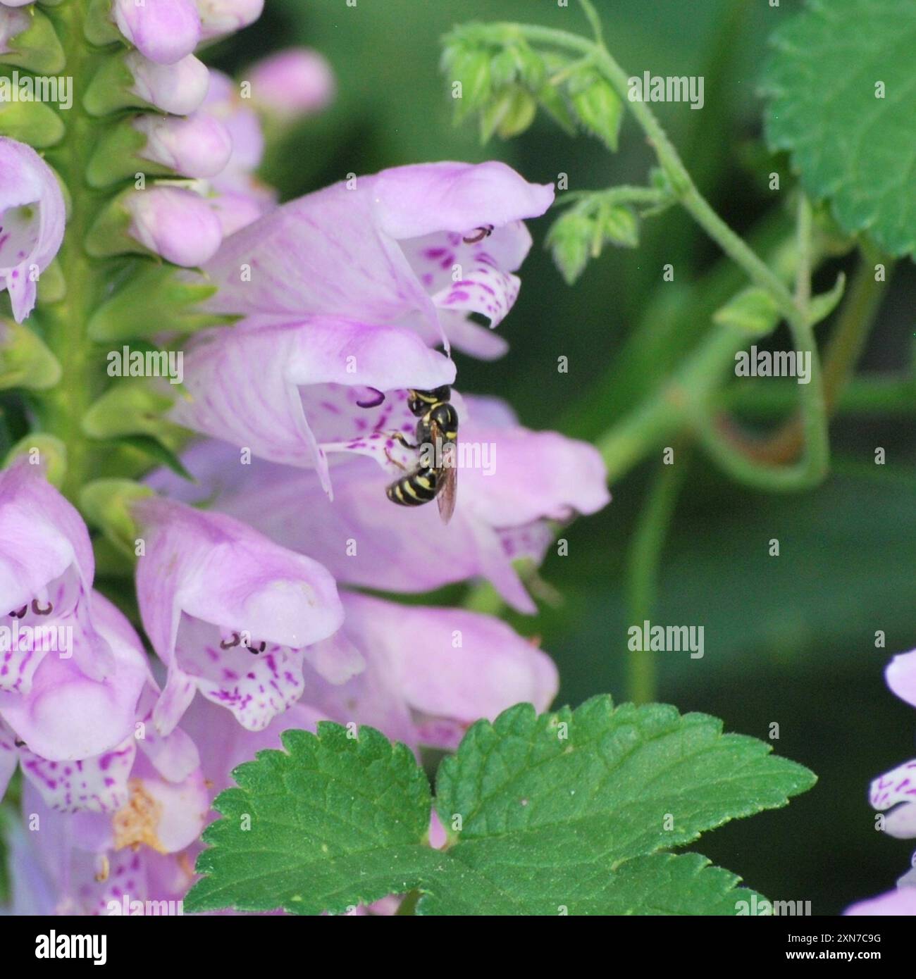 Striped Small Carpenter Bees (Ceratinidia) Insecta Stock Photo - Alamy