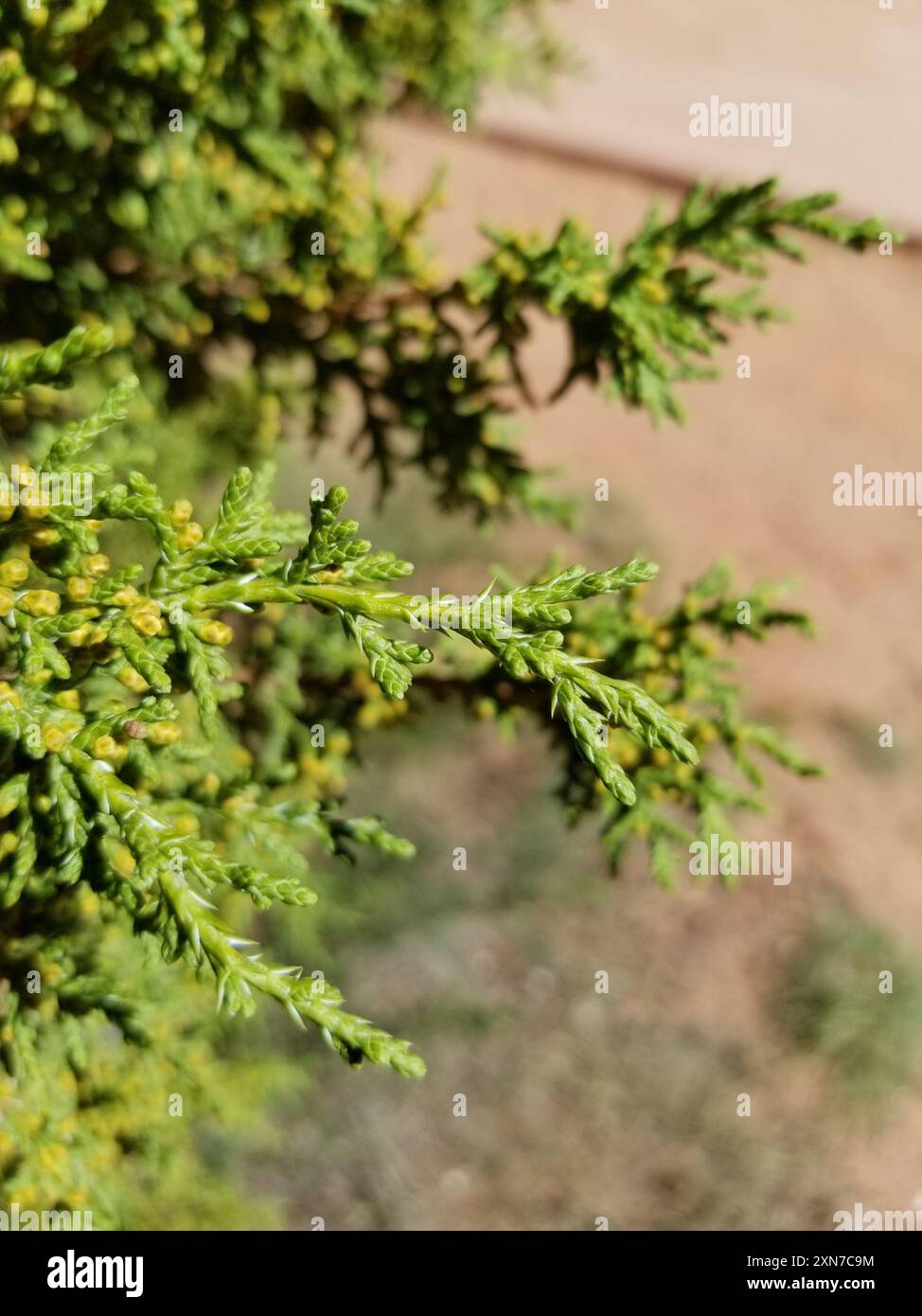 One-seed Juniper (Juniperus monosperma) Plantae Stock Photo - Alamy