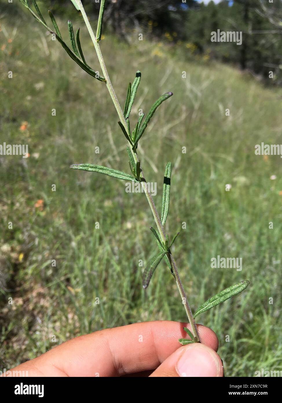False Boneset (Brickellia eupatorioides) Plantae Stock Photo - Alamy