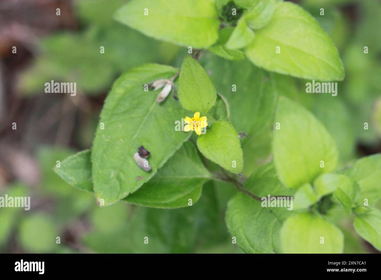 straggler daisy (Calyptocarpus vialis) Plantae Stock Photo - Alamy