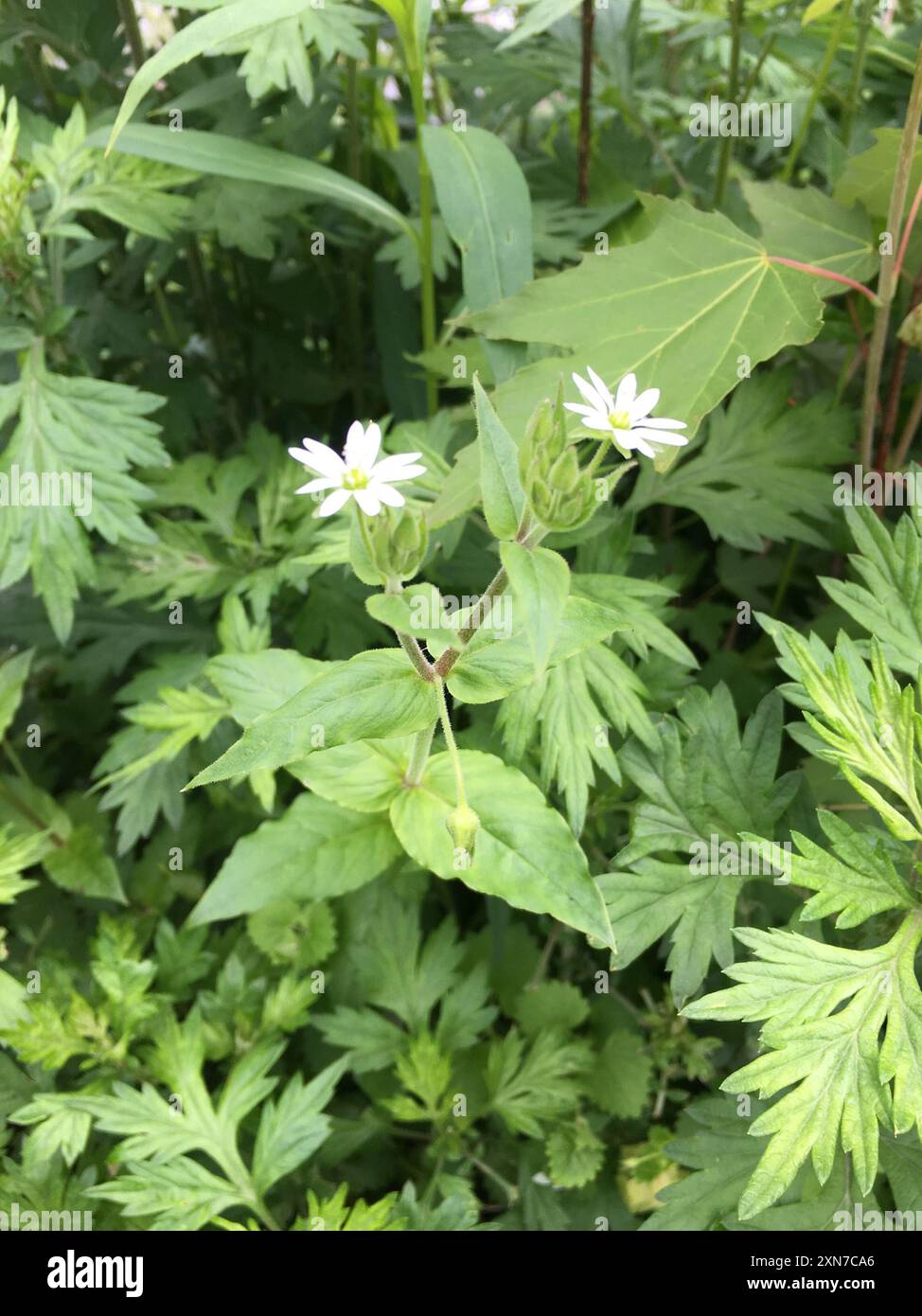 Water Chickweed (Stellaria aquatica) Plantae Stock Photo - Alamy