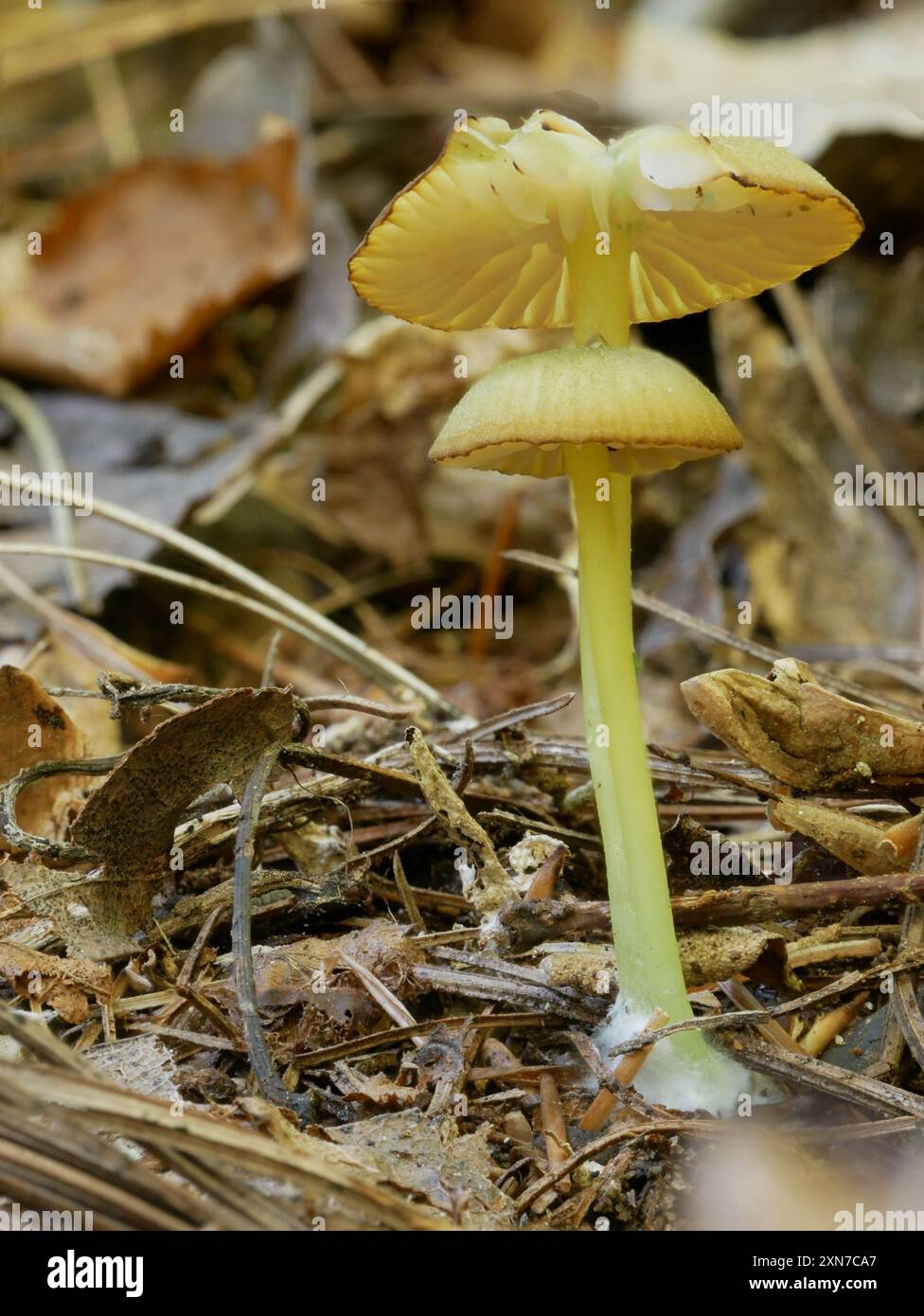 Mouse-pee Pinkgill (Entoloma incanum) Fungi Stock Photo - Alamy