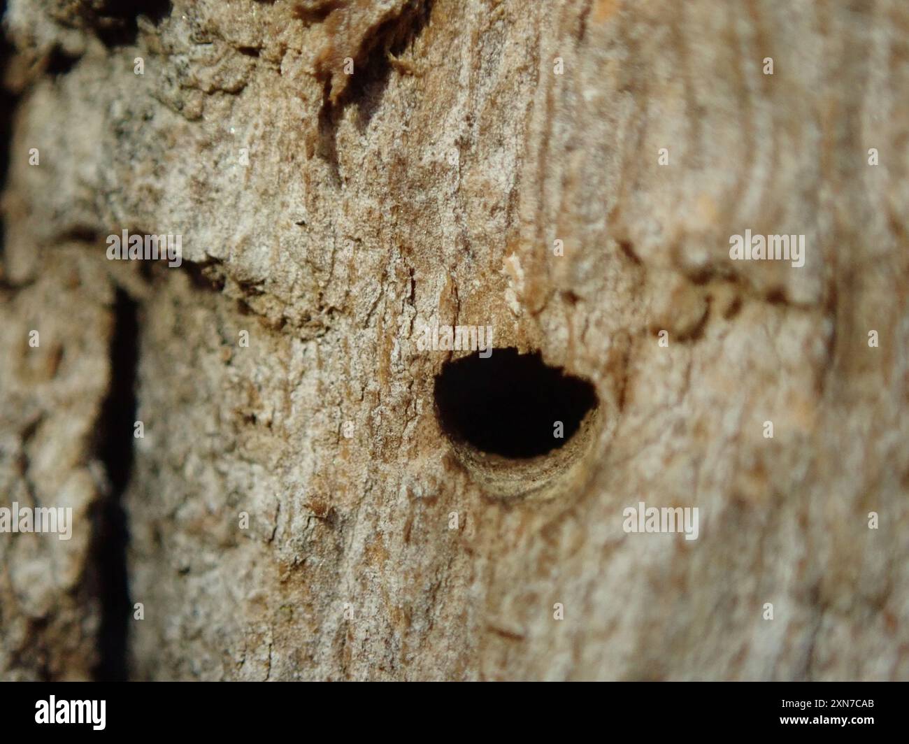 Emerald Ash Borer (Agrilus planipennis) Insecta Stock Photo - Alamy
