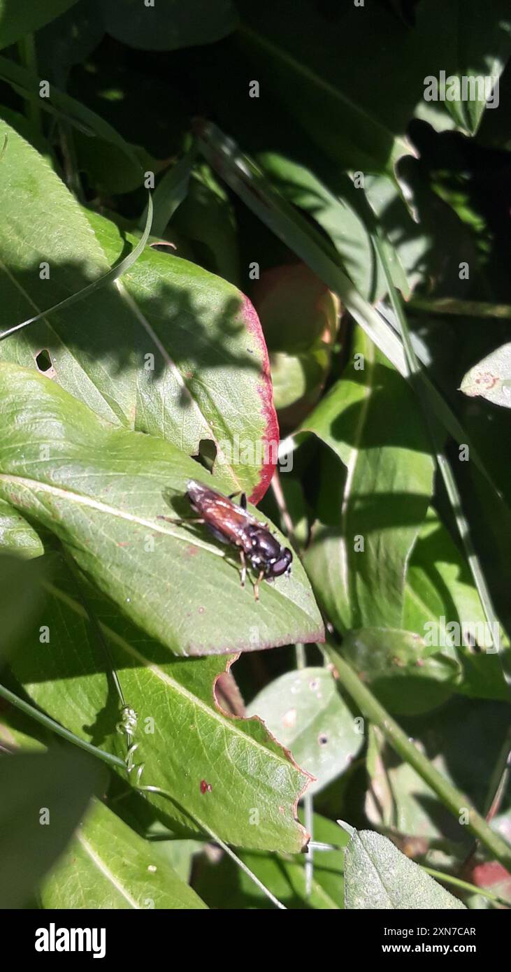 Orange-belted Leafwalker (Xylota segnis) Insecta Stock Photo - Alamy
