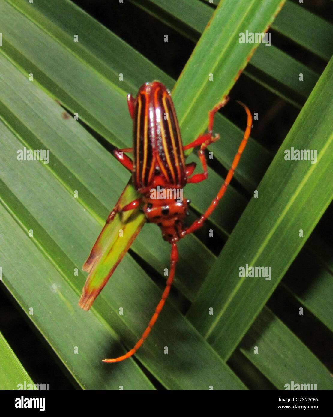 (Chydarteres striatus) Insecta Stock Photo - Alamy