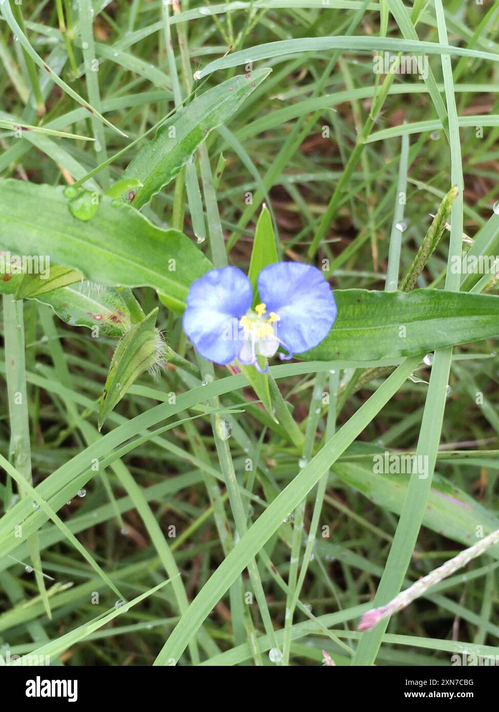 whitemouth dayflower (Commelina erecta) Plantae Stock Photo - Alamy