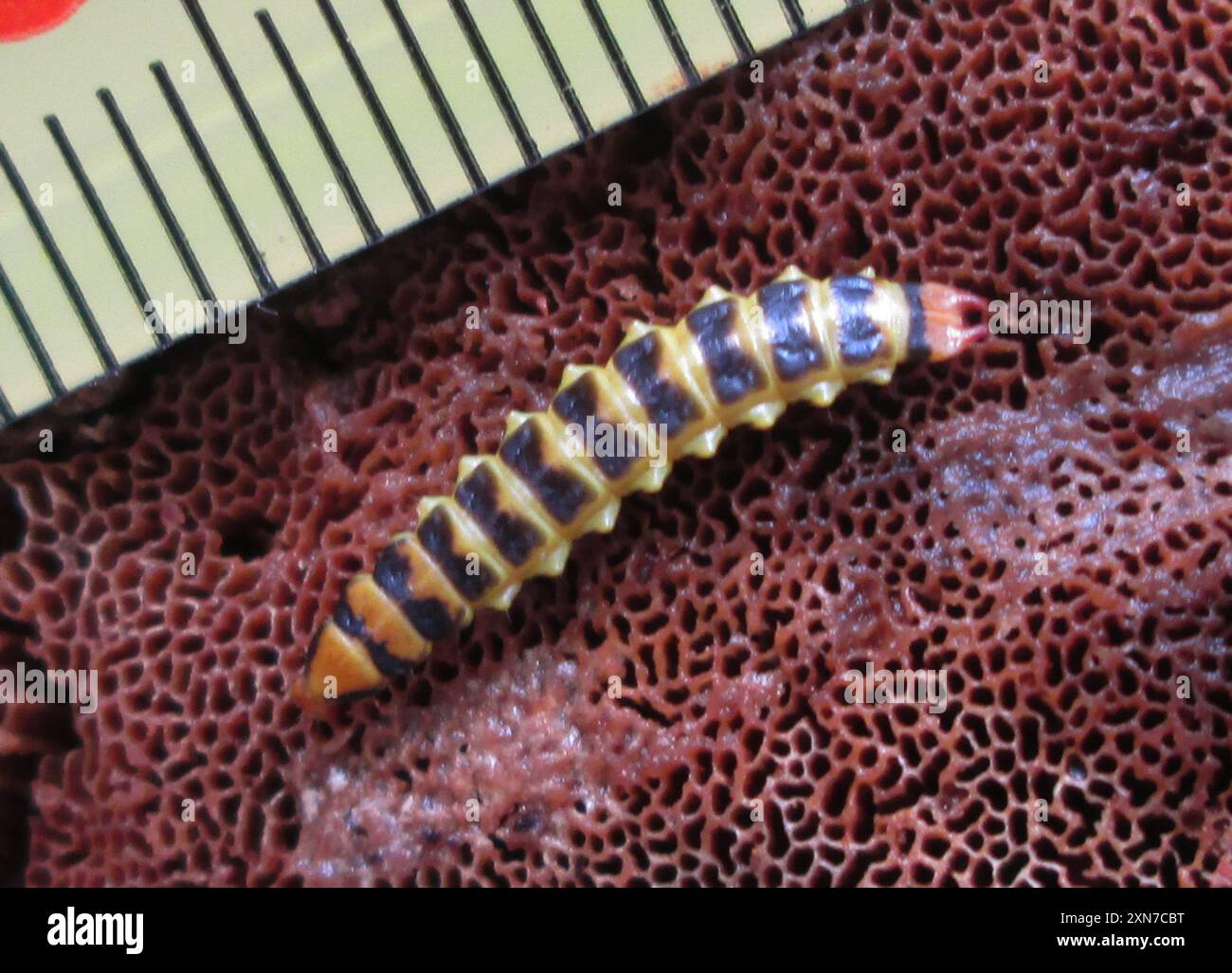 Net-winged Beetles (Lycidae) Insecta Stock Photo - Alamy