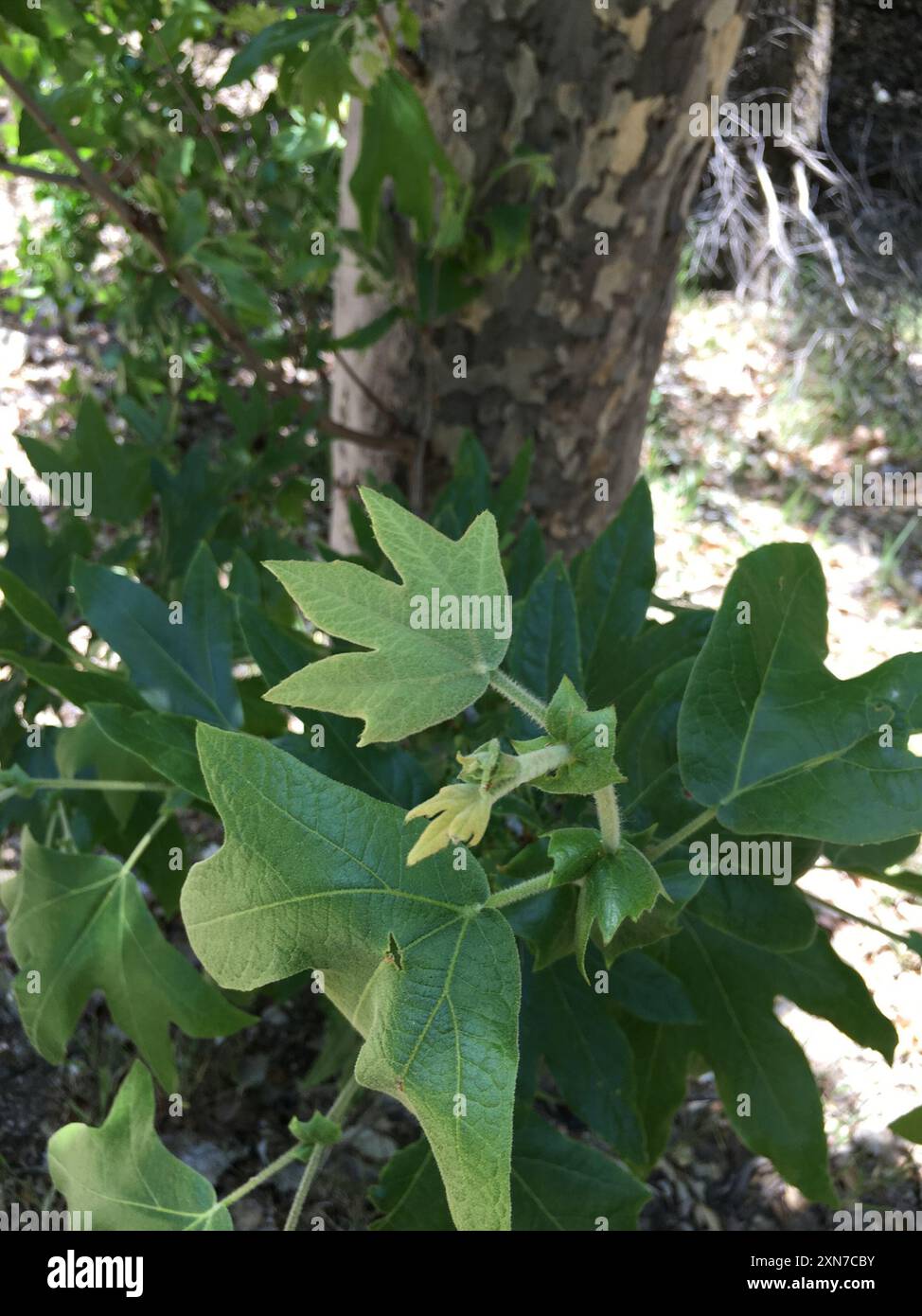 western sycamore (Platanus racemosa) Plantae Stock Photo - Alamy