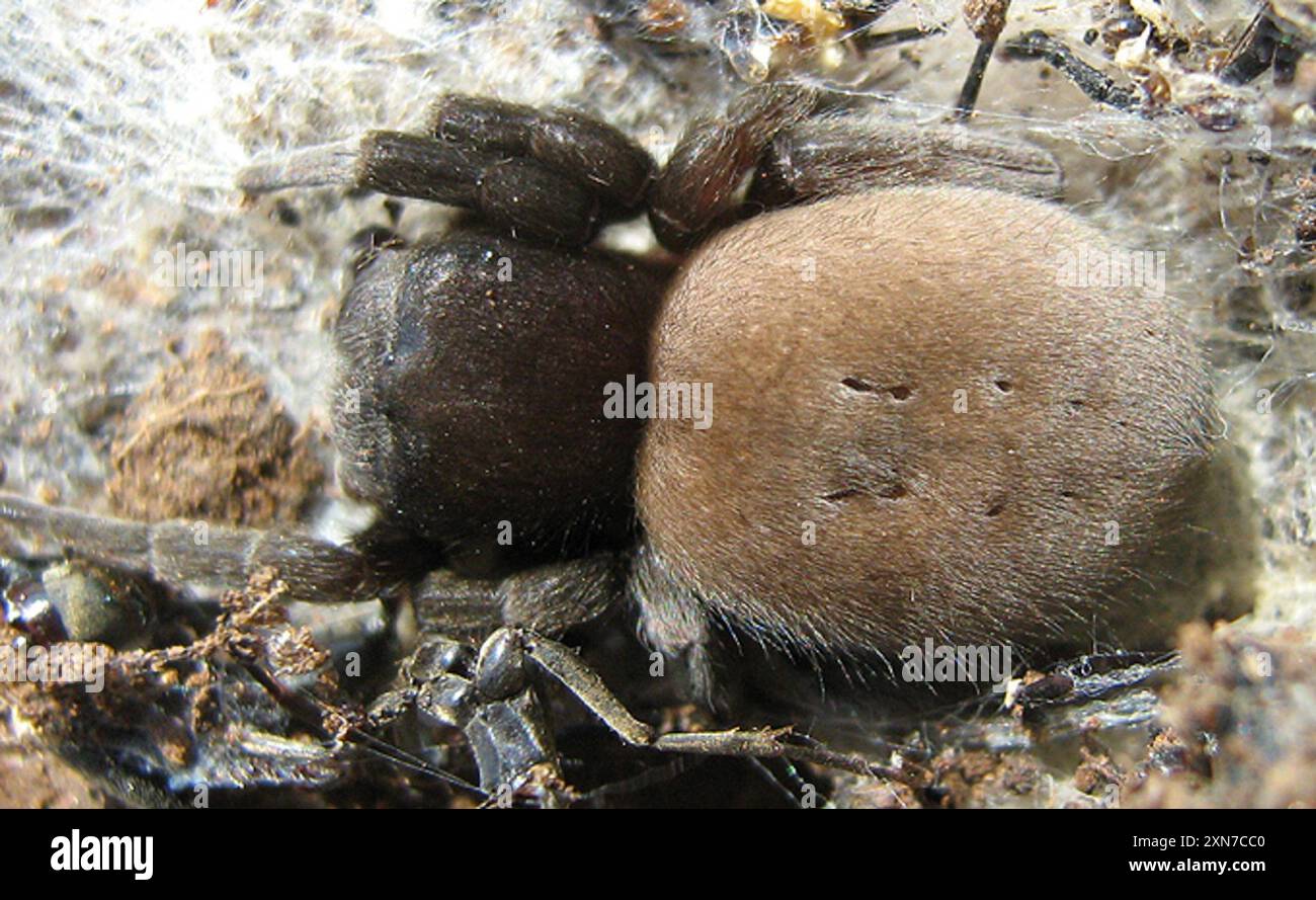 Velvet Spiders (Eresidae) Arachnida Stock Photo - Alamy