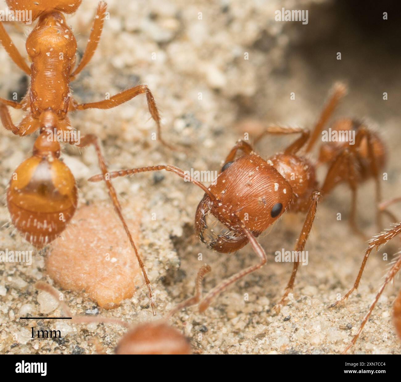 California Harvester Ant (Pogonomyrmex californicus) Insecta Stock ...