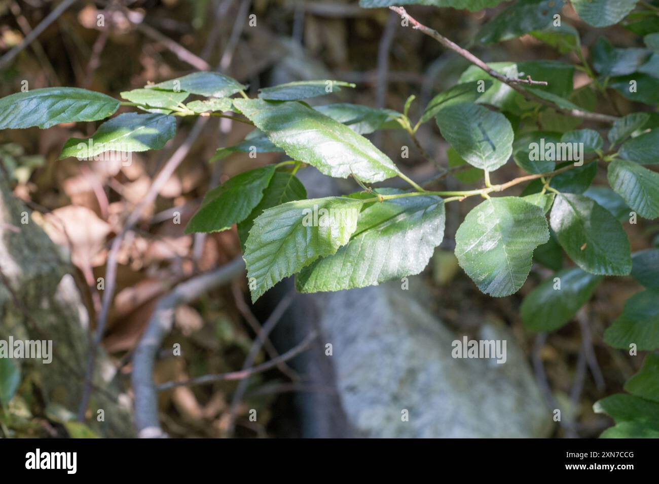 white alder (Alnus rhombifolia) Plantae Stock Photo - Alamy