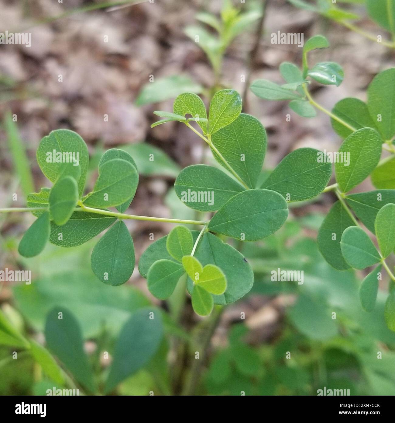 eastern wild indigo (Baptisia tinctoria) Plantae Stock Photo - Alamy