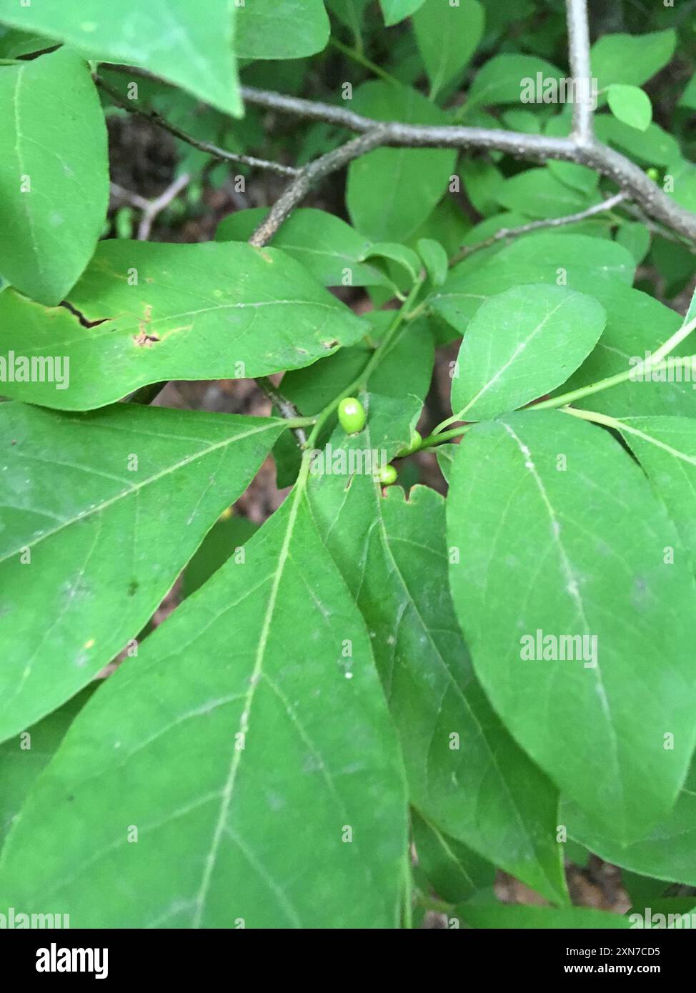 northern spicebush (Lindera benzoin) Plantae Stock Photo - Alamy